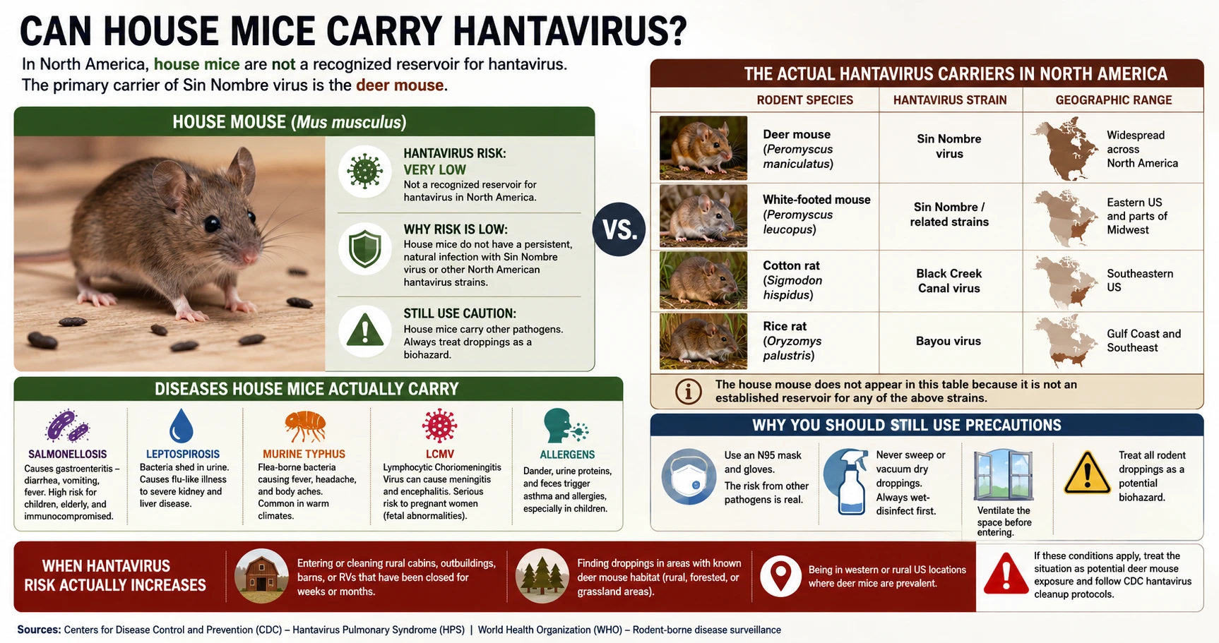 Can House Mice Carry Hantavirus? The Answer Explained ...